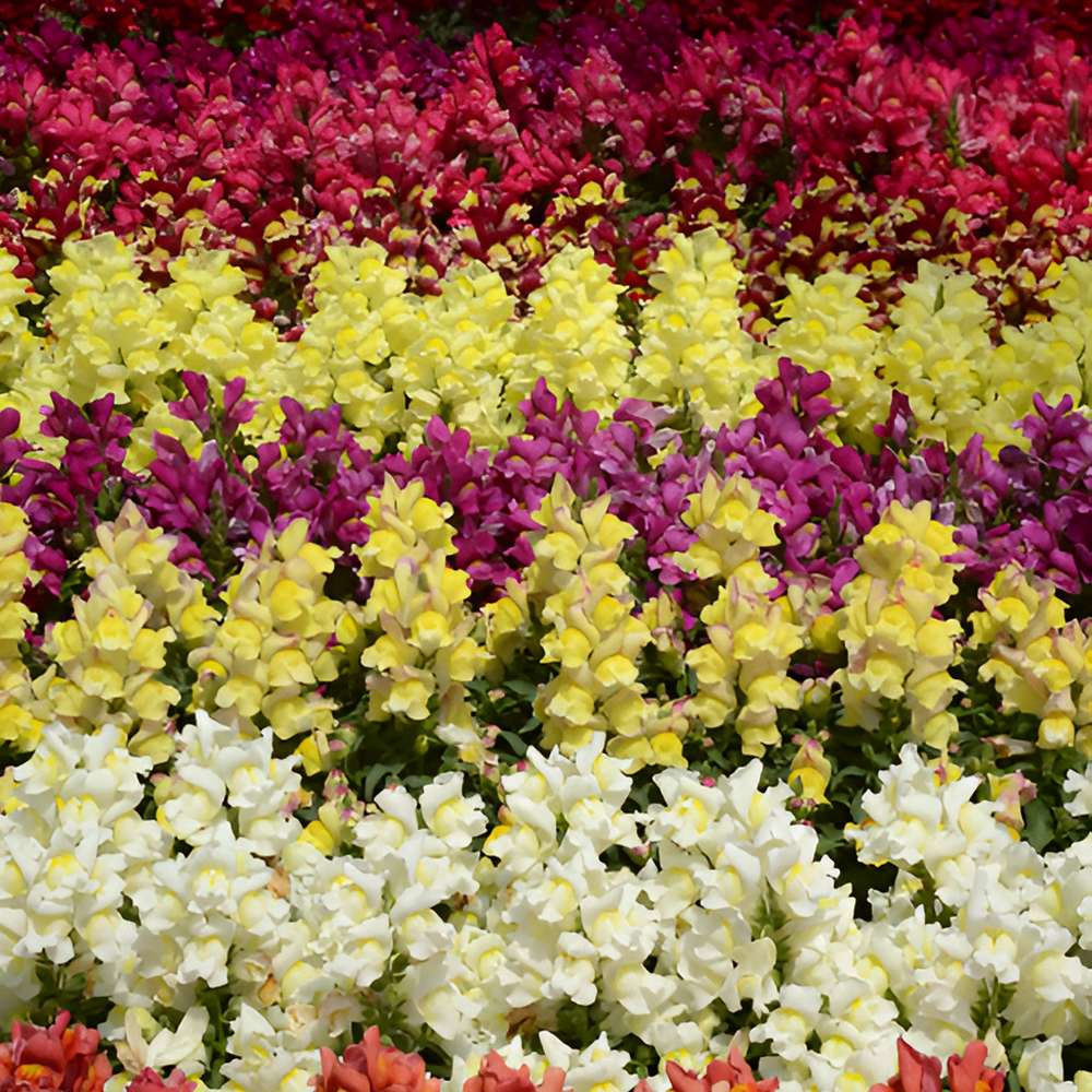 Buy Snapdragon Snapshot Mix Online – Indo American Hybrid Seeds