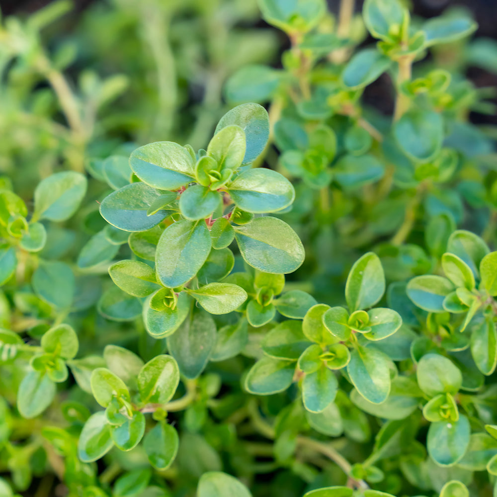 Buy Thyme Online – Indo American Hybrid Seeds